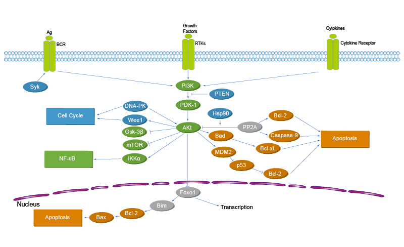 PI3K/Akt/mTOR信号通路 | 抑制剂 | MCE