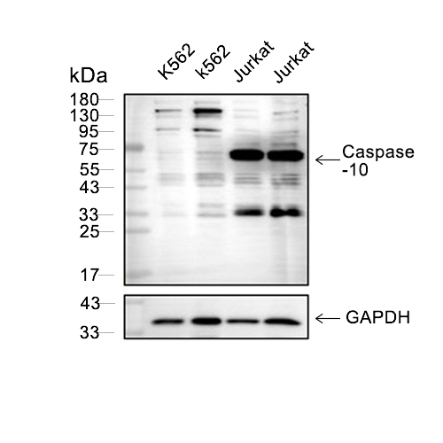 Caspase-10 抗体（Caspase-10 Antibody） | MCE
